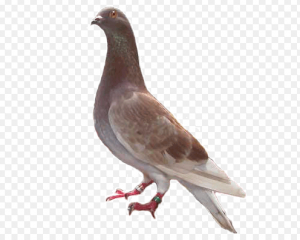 Burung Merpati Putih: Simbol Damai dan Keindahan - Burung Merpati