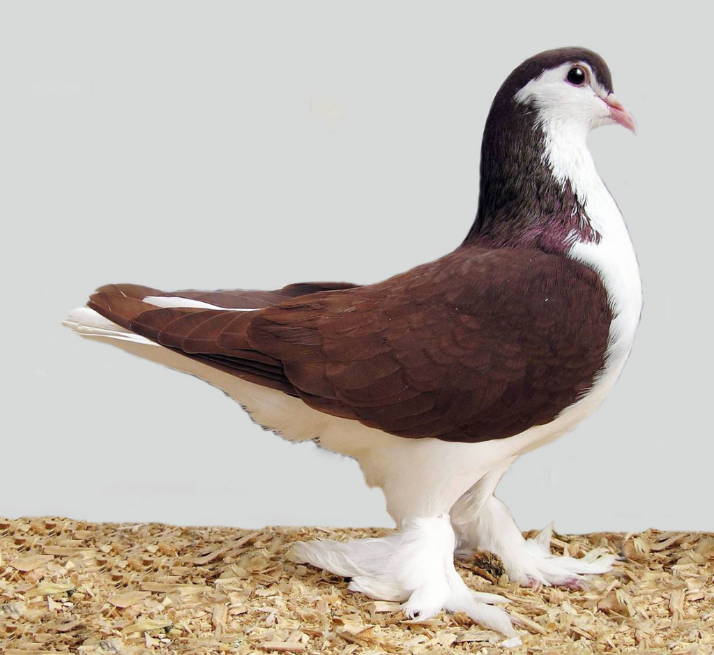 Jenis-jenis merpati hias bagian lanjutan - Burung Merpati
