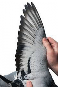 Ciri-ciri Burung Merpati Balap yang Bagus - Burung Merpati